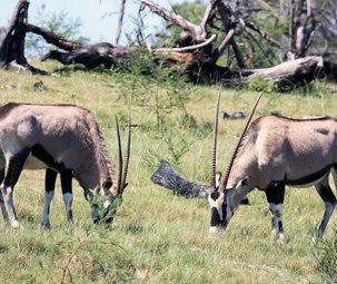 Экскурсии в Южно-Африканской Республике на русском языке от Tezeks